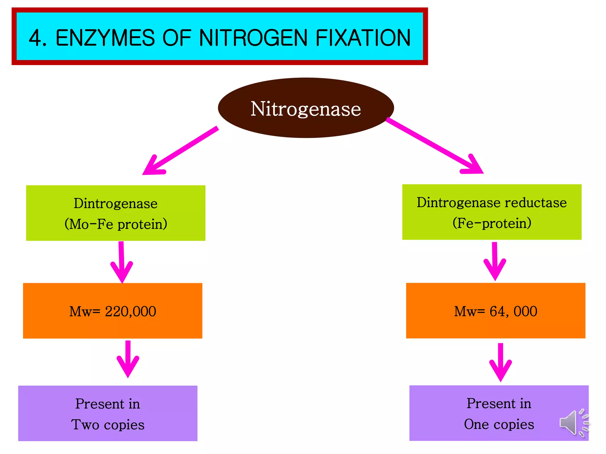 Biological Nitrogen fixation | PPT