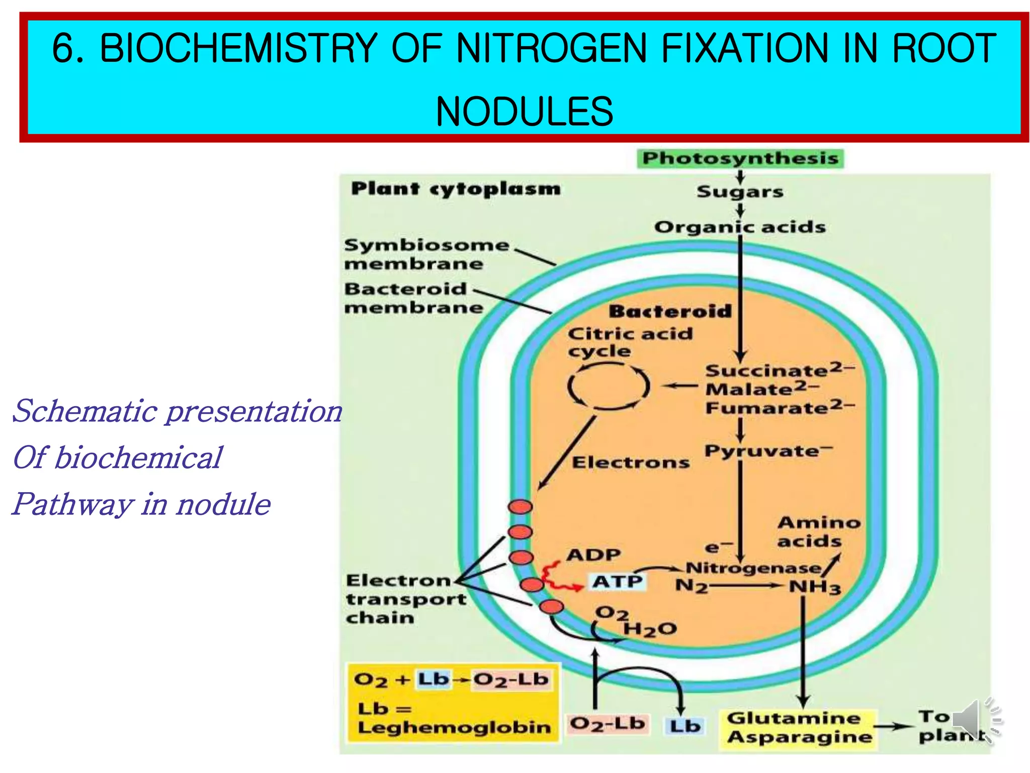 Biological Nitrogen fixation | PPT