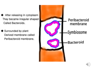 Biological Nitrogen fixation | PPT