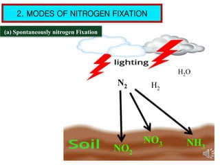Biological Nitrogen fixation | PPT