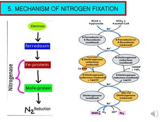 Nitrogen Fixation Diagram