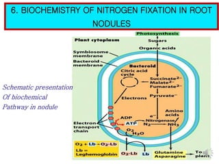 Nitrogen Fixation Diagram