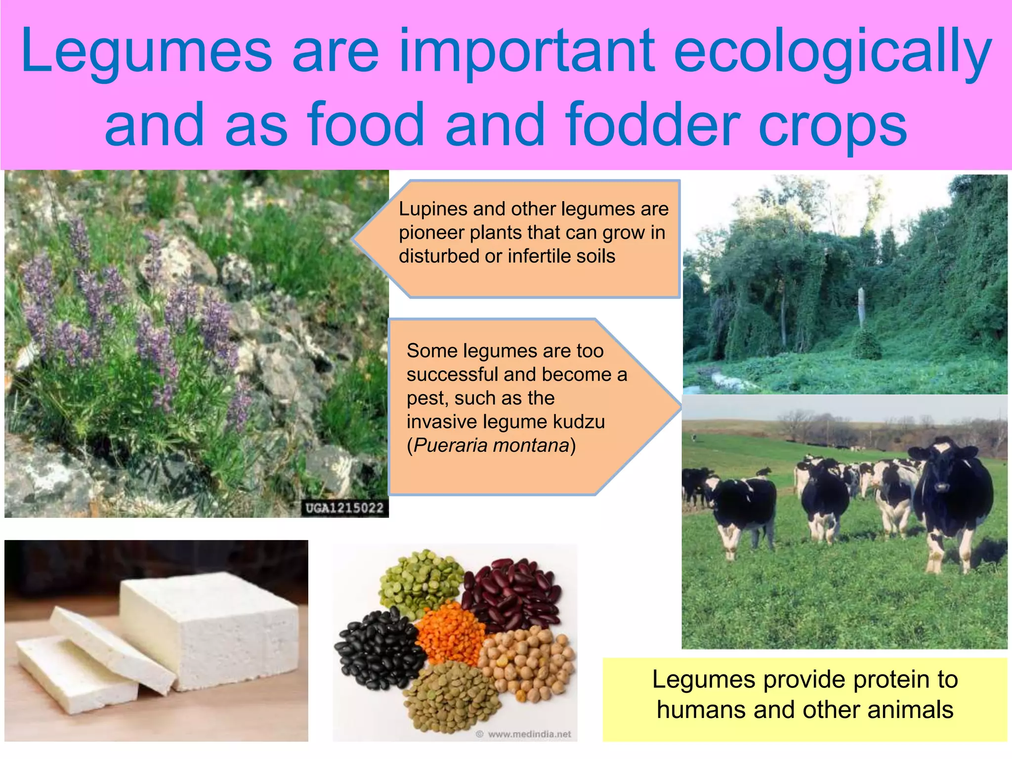 Nitrogen fixation in legumes and cereal crops | PPTX
