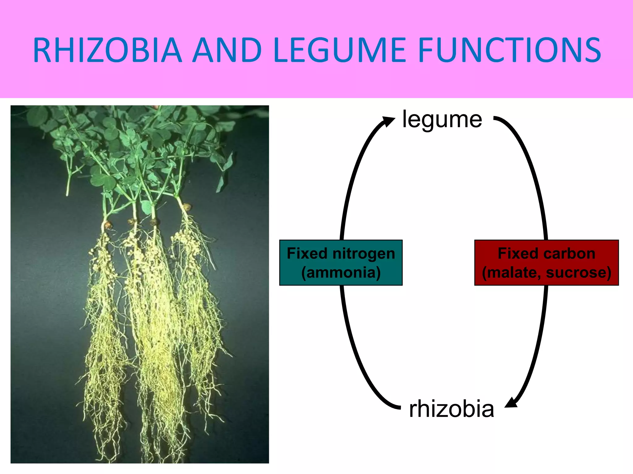 Nitrogen fixation in legumes and cereal crops | PPTX
