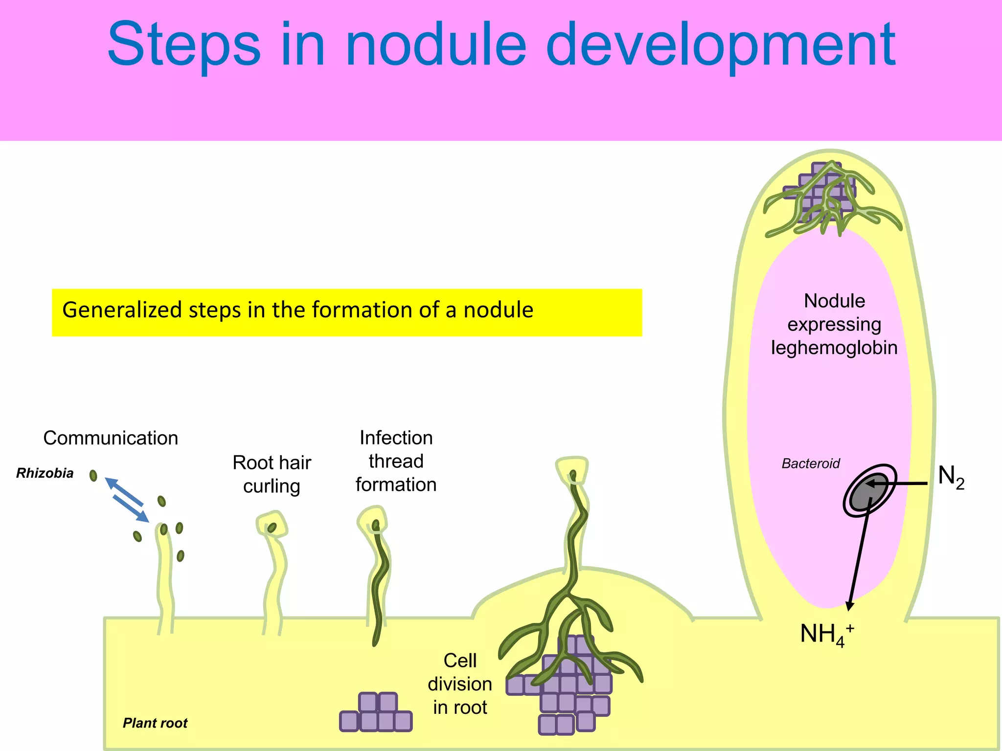 Nitrogen fixation in legumes and cereal crops | PPTX