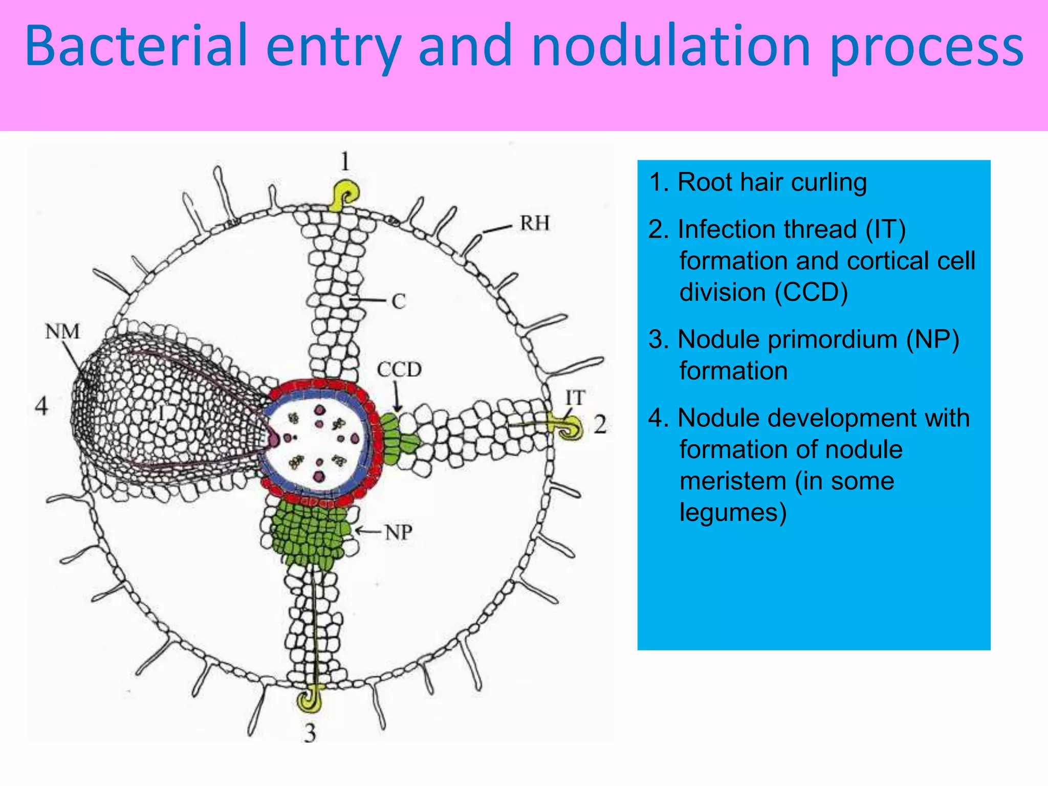 Nitrogen fixation in legumes and cereal crops | PPTX