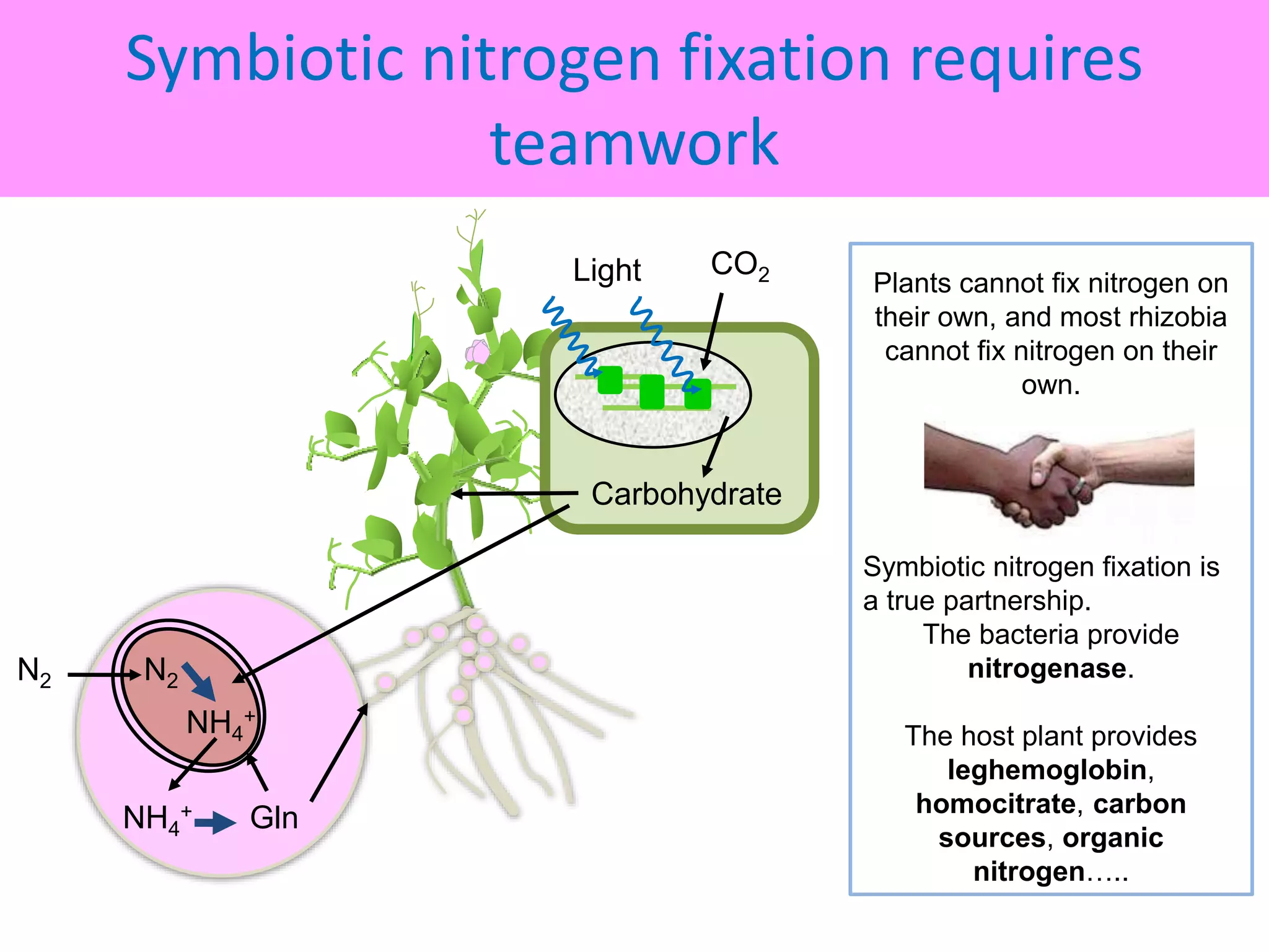 Nitrogen fixation in legumes and cereal crops | PPTX