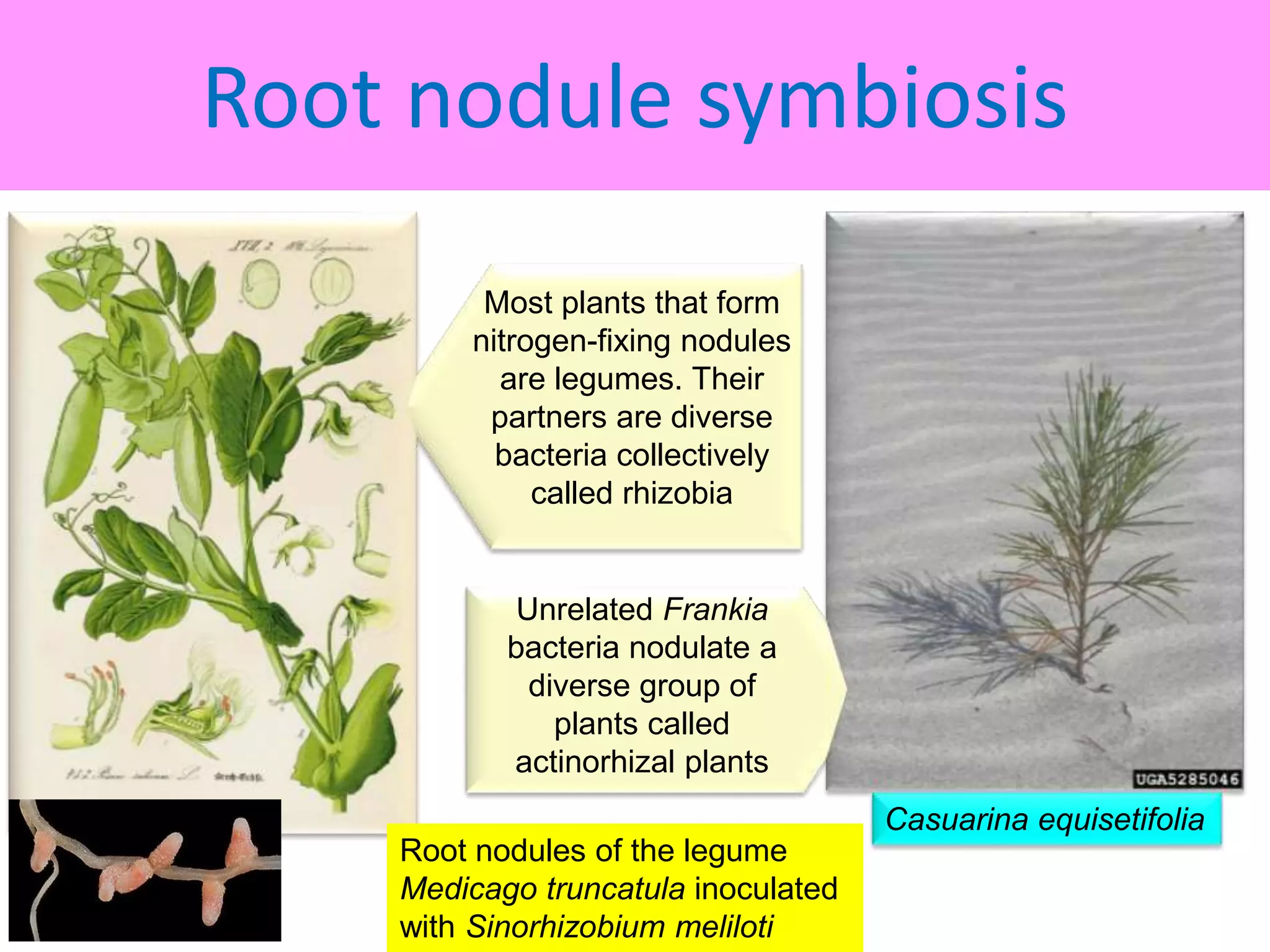 Nitrogen fixation in legumes and cereal crops | PPTX