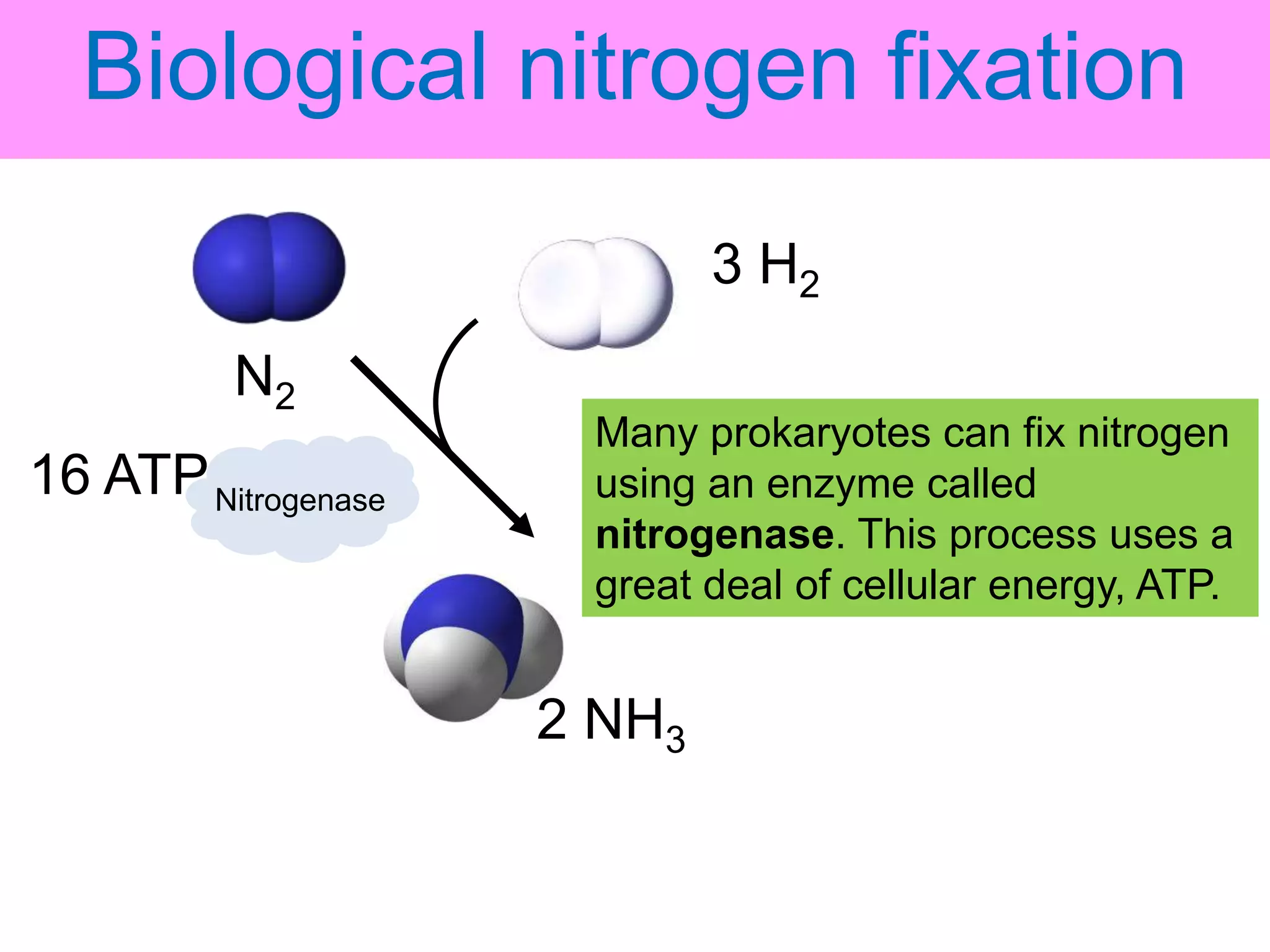Nitrogen fixation in legumes and cereal crops | PPTX