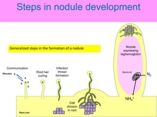 Nitrogen fixation in legumes and cereal crops | PPTX