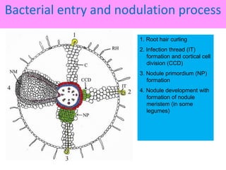 Nitrogen fixation in legumes and cereal crops | PPTX