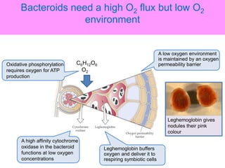 Nitrogen fixation in legumes and cereal crops | PPTX