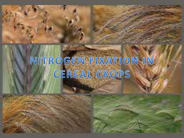 Nitrogen fixation in legumes and cereal crops | PPTX | Gardening | Home ...