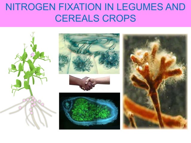 Nitrogen fixation in legumes and cereal crops | PPTX | Gardening | Home ...