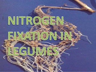 Nitrogen fixation in legumes and cereal crops | PPTX