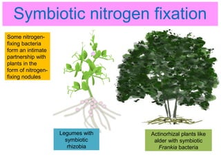 Nitrogen fixation in legumes and cereal crops | PPTX