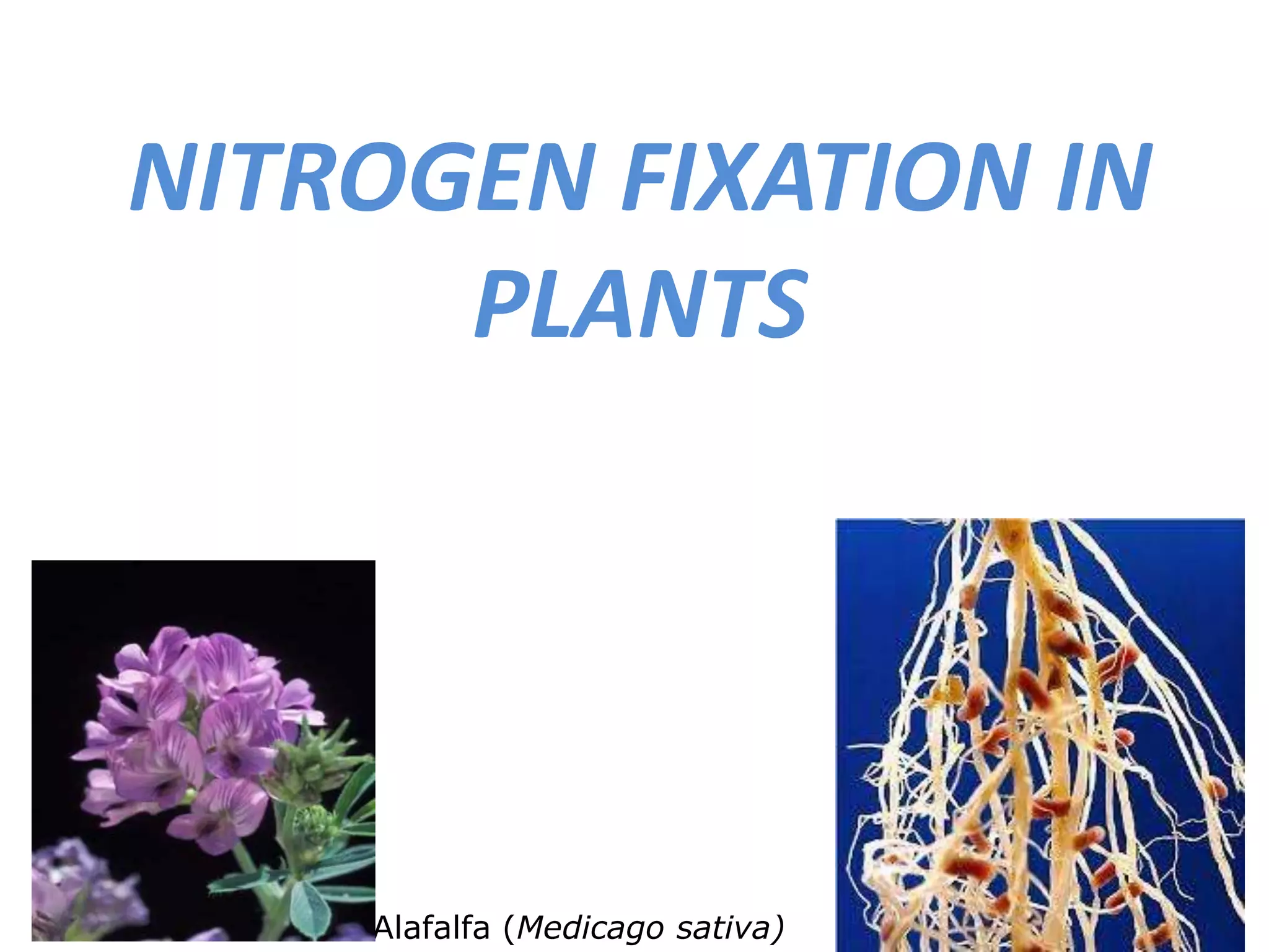 NITROGEN FIXATION IN PLANTS.pptx