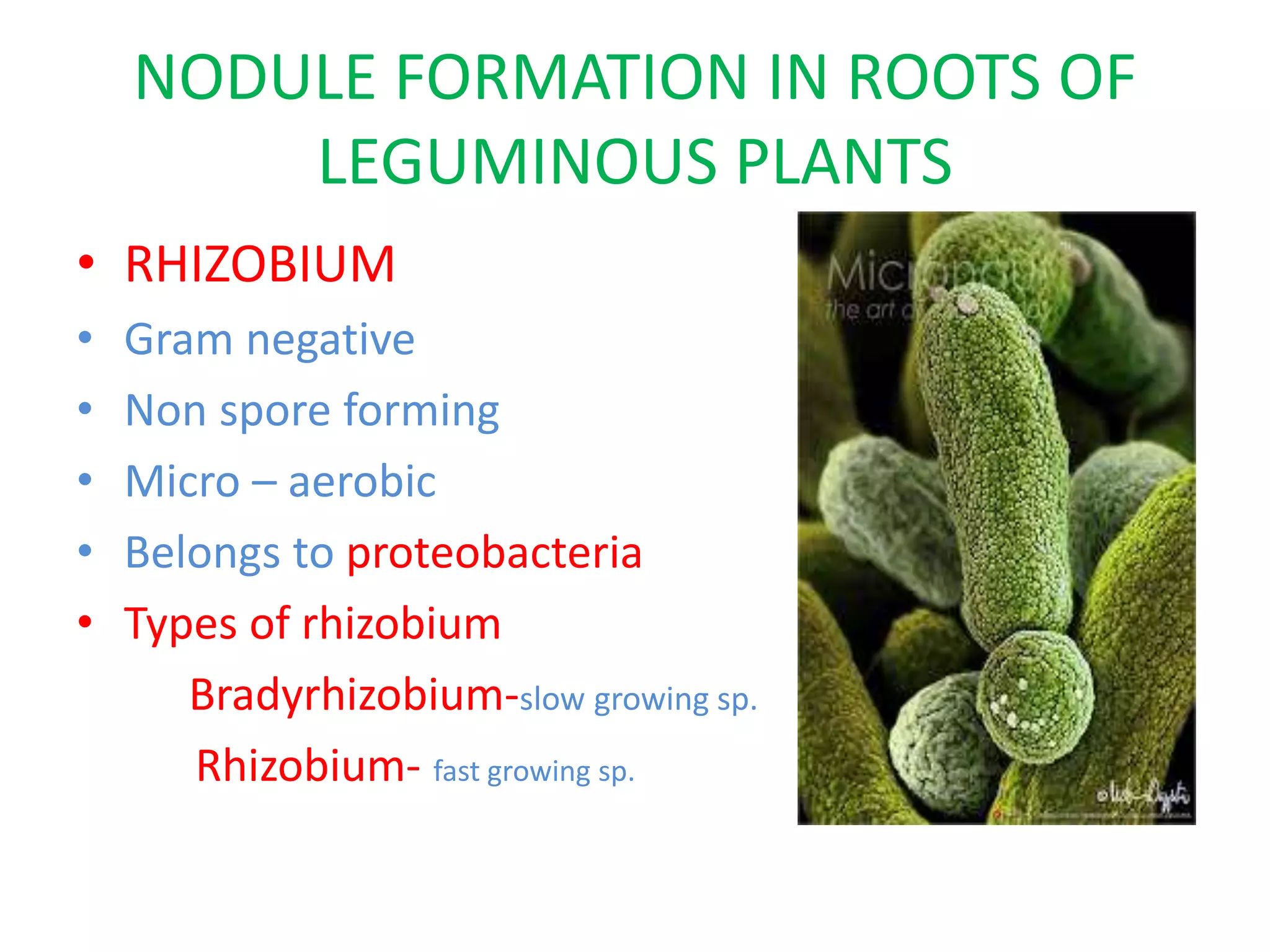 NITROGEN FIXATION IN PLANTS.pptx