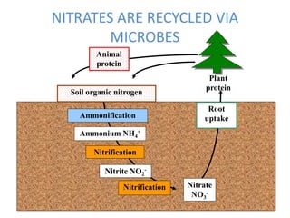 NITROGEN FIXATION IN PLANTS.pptx