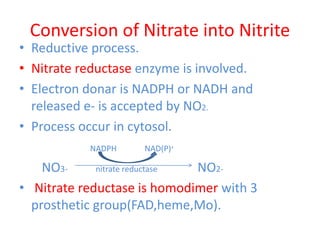 NITROGEN FIXATION IN PLANTS.pptx