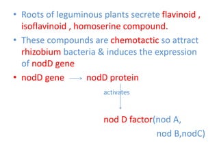 NITROGEN FIXATION IN PLANTS.pptx