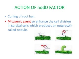 NITROGEN FIXATION IN PLANTS.pptx
