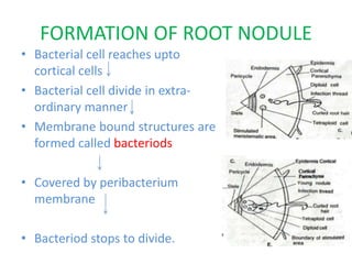 NITROGEN FIXATION IN PLANTS.pptx