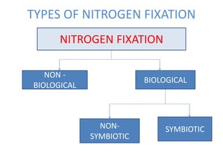 NITROGEN FIXATION IN PLANTS.pptx