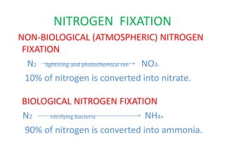 NITROGEN FIXATION IN PLANTS.pptx
