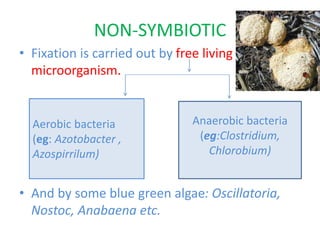 NITROGEN FIXATION IN PLANTS.pptx