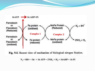 Nitrogen fixation mechanism and genes involved in nitrogen fixation | PPTX
