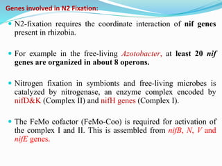 Nitrogen fixation mechanism and genes involved in nitrogen fixation ...