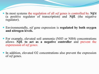 Nitrogen fixation mechanism and genes involved in nitrogen fixation | PPTX