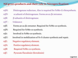 Nitrogen fixation mechanism and genes involved in nitrogen fixation | PPTX
