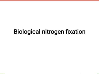 nitrogen fixation ppt mam ayesha ppt.pptx