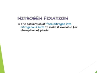 nitrogen fixation ppt mam ayesha ppt.pptx