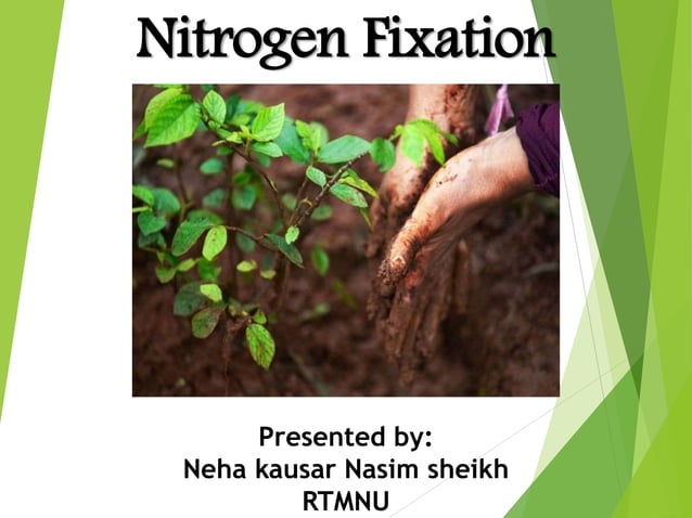 Nitrogen fixation in plants | PPTX