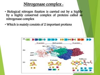 Nitrogen fixation in plants | PPTX