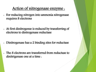 Nitrogen fixation in plants | PPTX