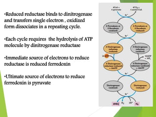 Nitrogen fixation in plants | PPTX