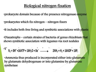 Nitrogen fixation in plants | PPTX