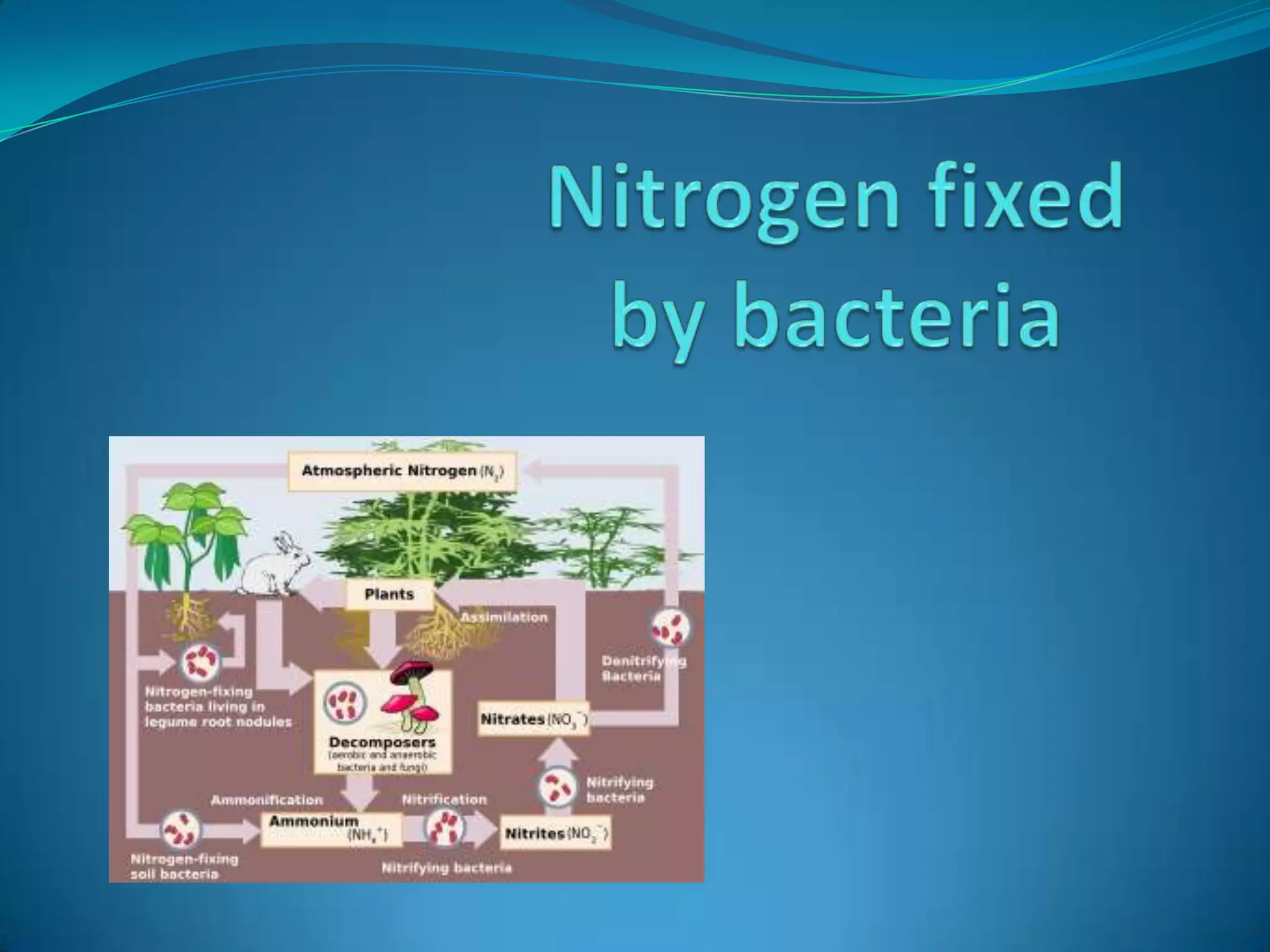 Nitrogen fixed by bacteria 123 | PPT