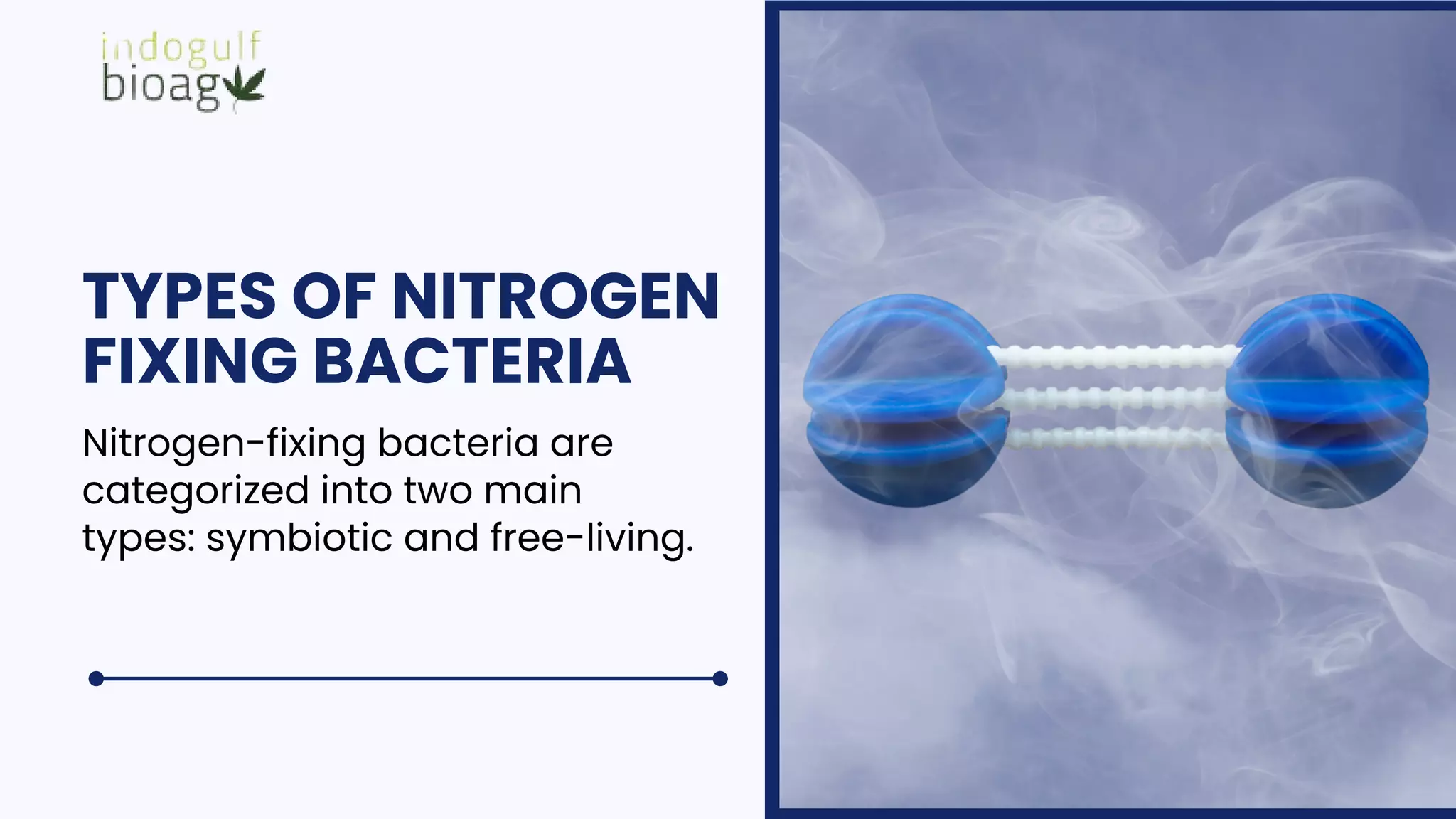The Basics of Nitrogen-Fixing Bacteria | PDF