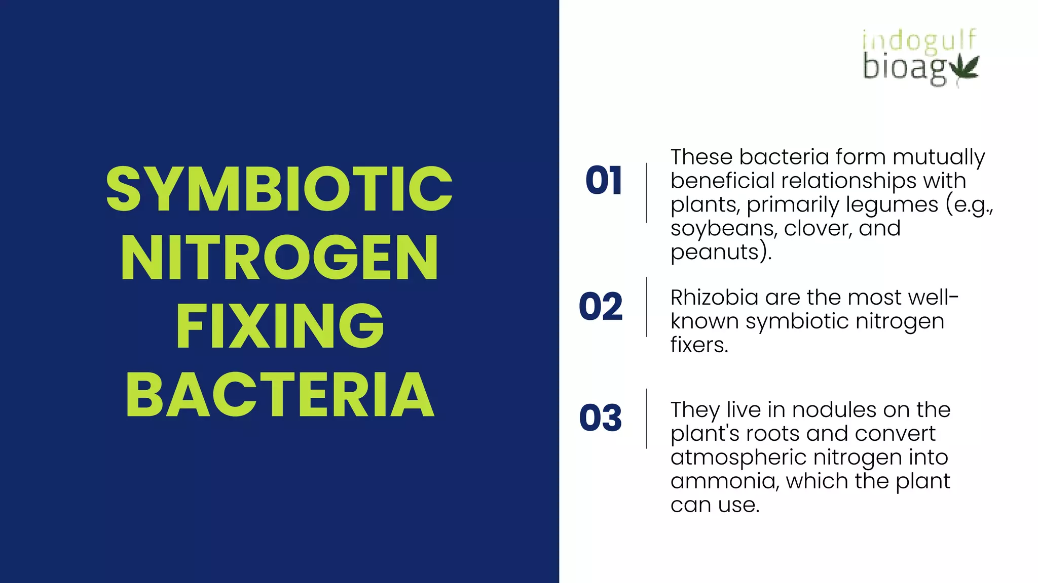 The Basics of Nitrogen-Fixing Bacteria | PDF