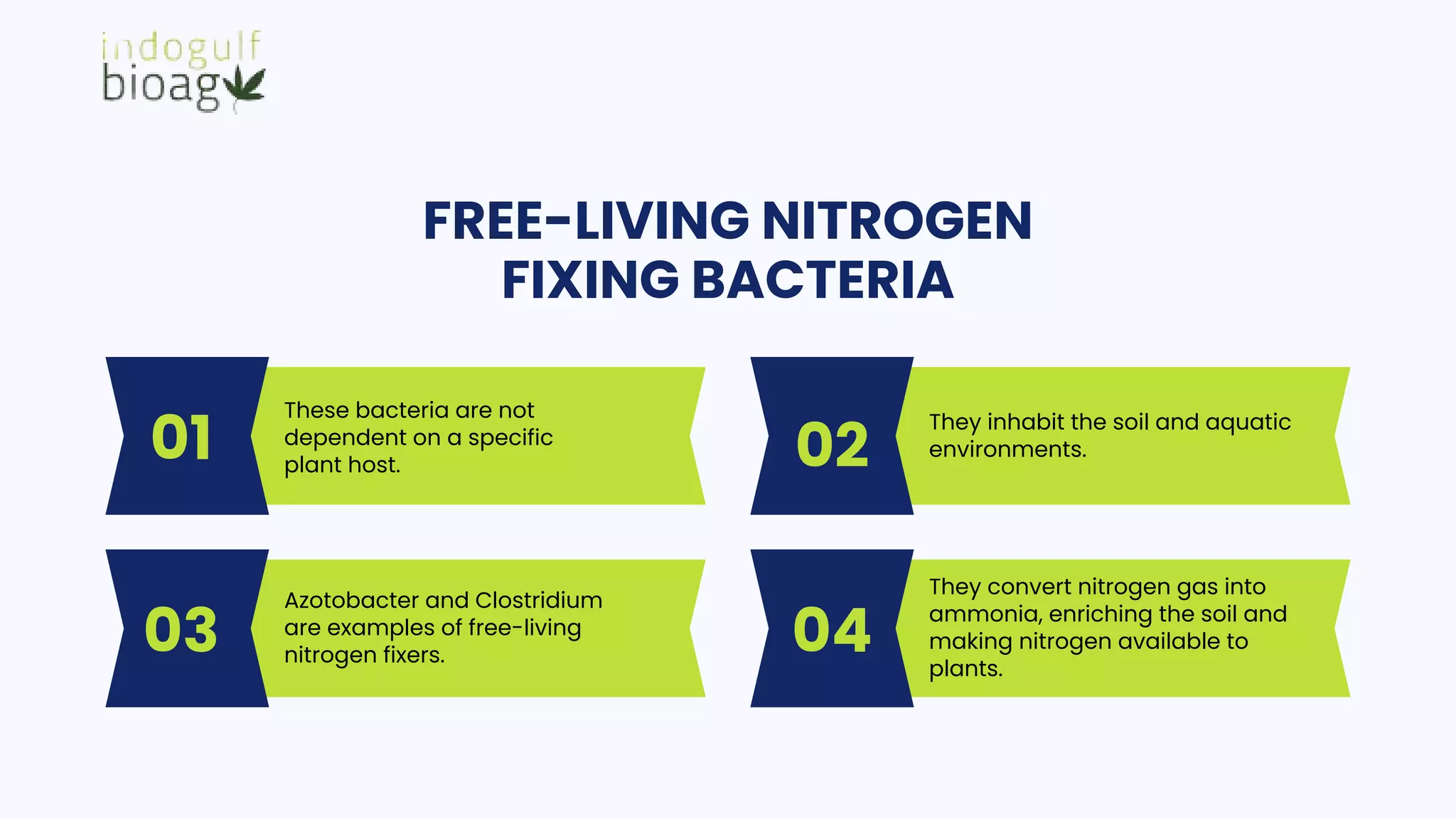 The Basics of Nitrogen-Fixing Bacteria | PDF