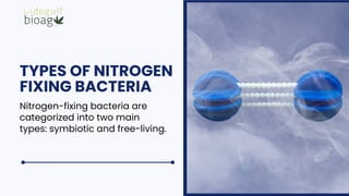 The Basics of Nitrogen-Fixing Bacteria | PDF