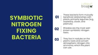 The Basics of Nitrogen-Fixing Bacteria | PDF