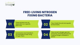 The Basics of Nitrogen-Fixing Bacteria | PDF