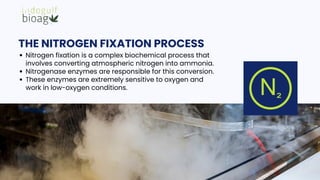 The Basics of Nitrogen-Fixing Bacteria | PDF