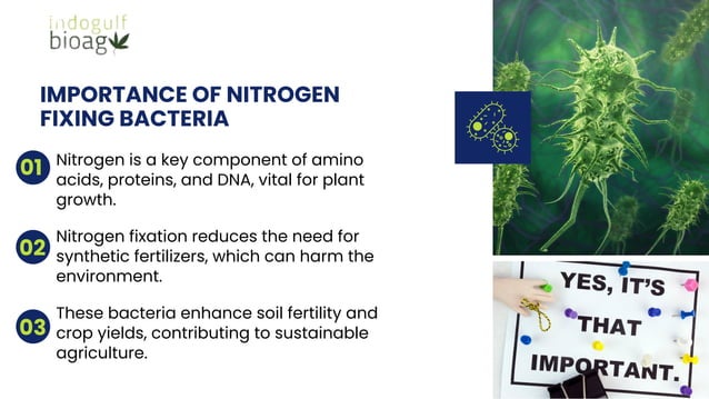 The Basics of Nitrogen-Fixing Bacteria | PPT